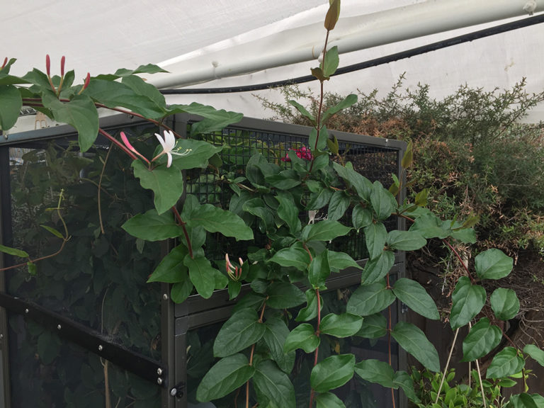 Natural Feeders in the Dragon Strand Large Keeper Kit – Dragon Strand