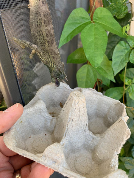 How To Feed A Chameleon – Dragon Strand