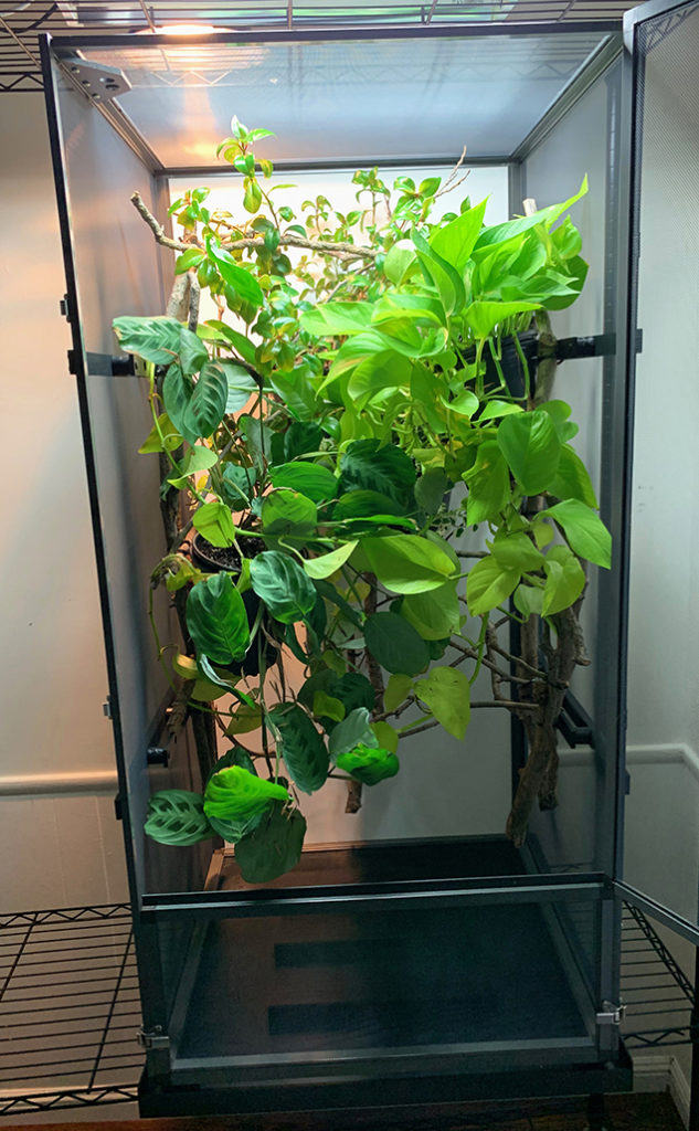 Build Guide: Tall Screen Cage - Dragon Strand