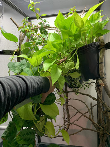 Build Guide: Tall Screen Cage – Dragon Strand