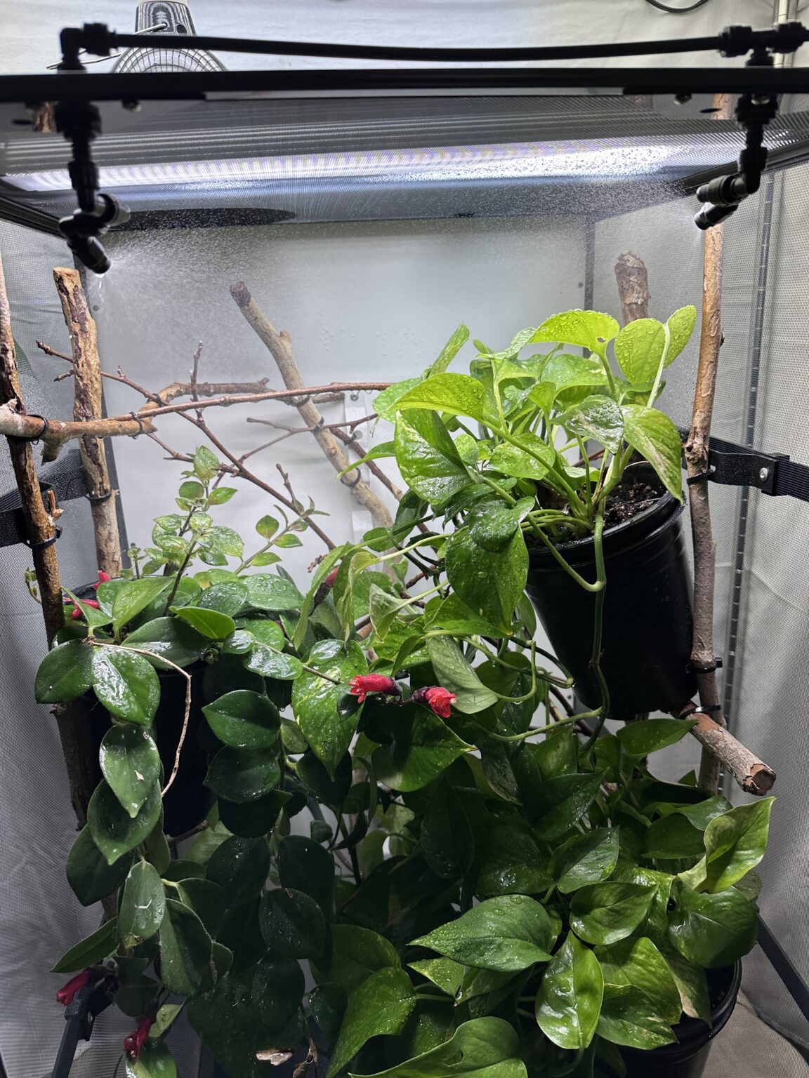 Build Guide: Tall Screen Cage – Dragon Strand